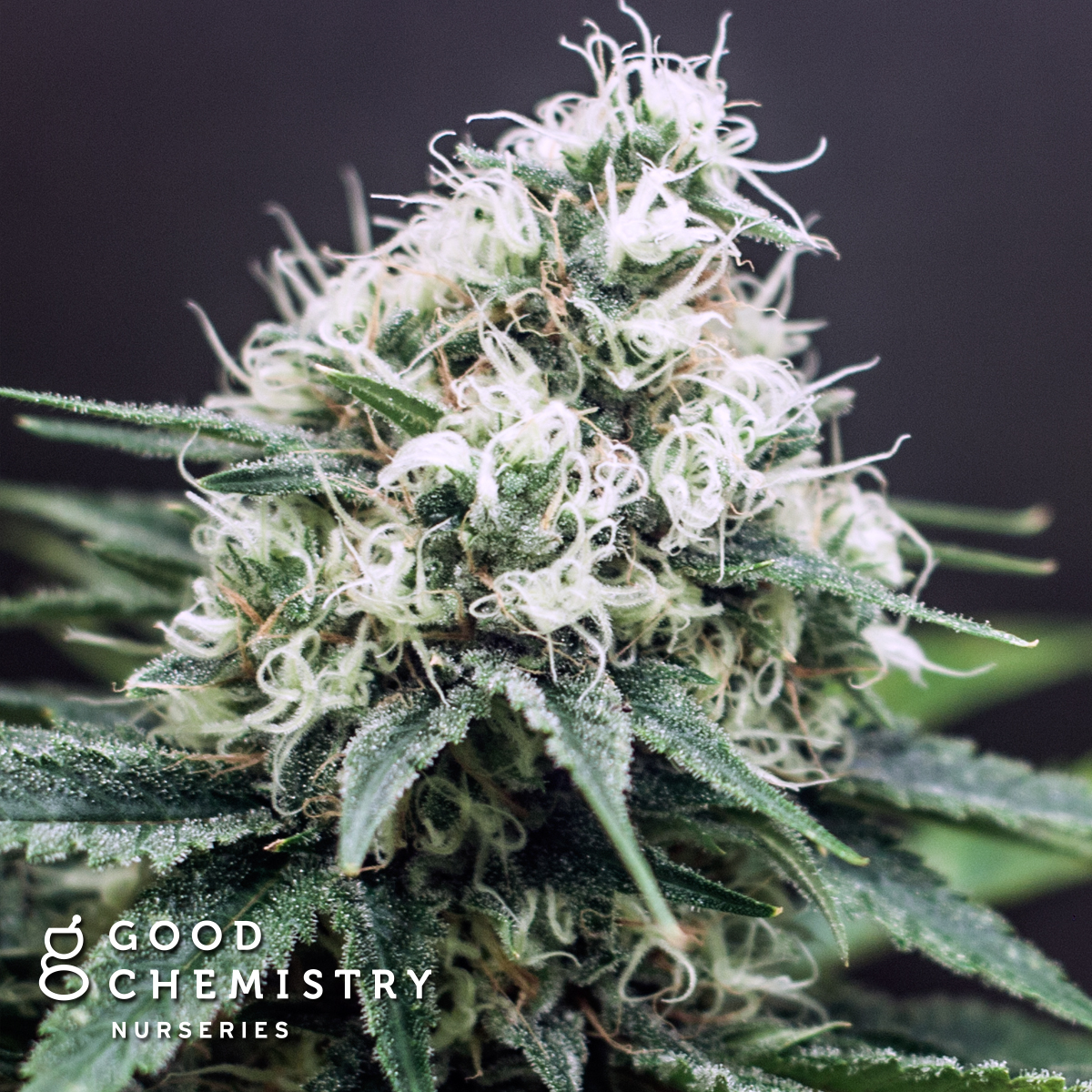 Good Chemistry Nurseries enters Nevada market | The National Cannabis ... Good Chemistry Nurseries enters Nevada market | The National Cannabis ...