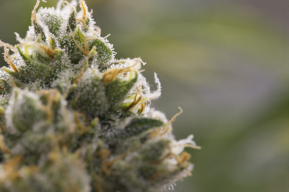 Member Spotlight: THC Design