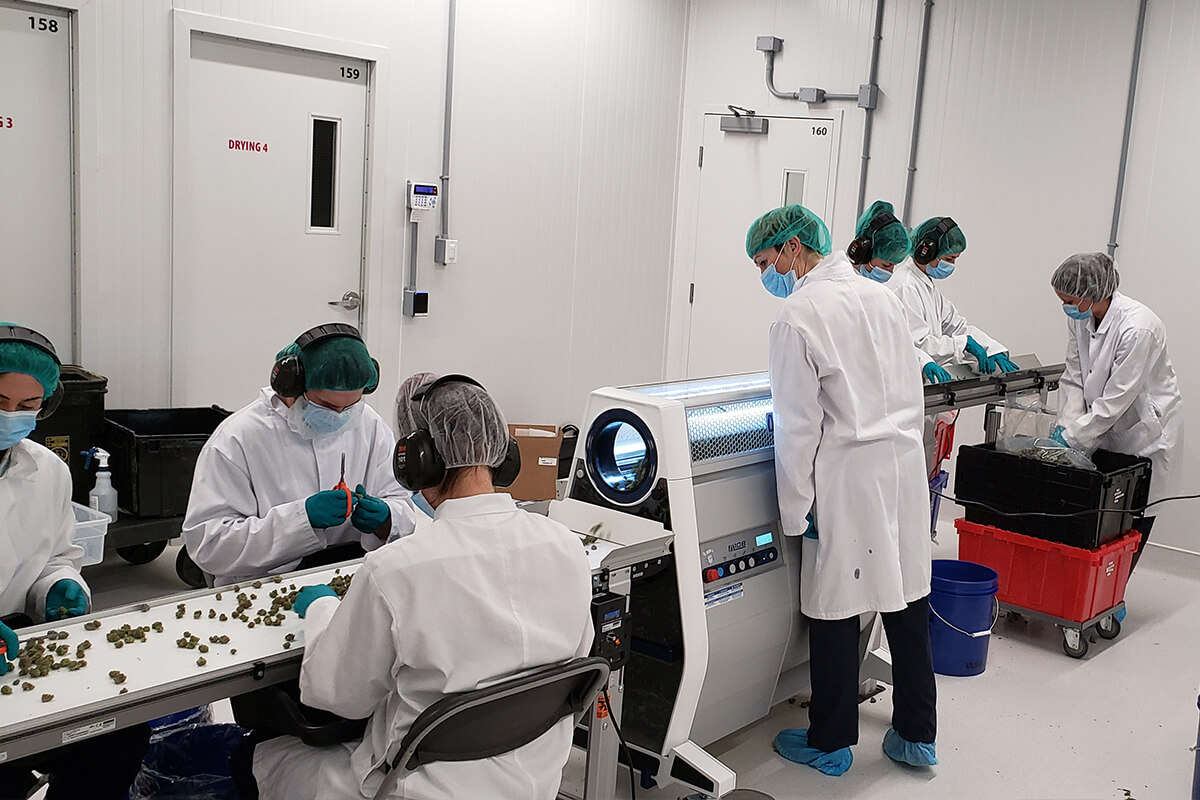 hand-trimming Archives | The National Cannabis Industry Association