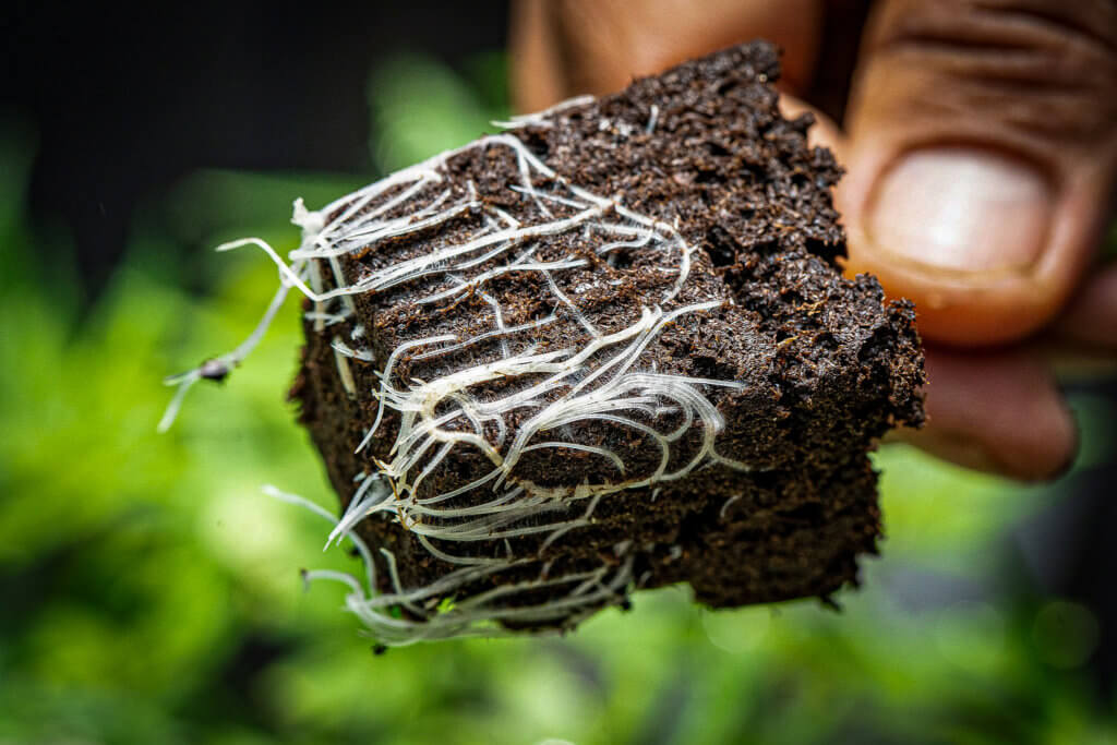 Committee Blog: Hop Latent Viroid (HLV) – Overview of Pathogen Biology ...